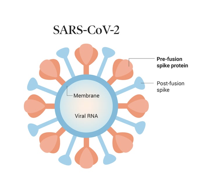 COVID-19 mRNA vaccination: How it triggers and uses your natural ...