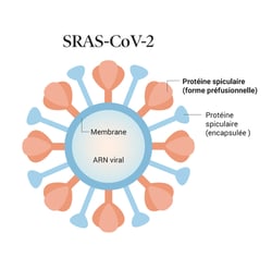 Vaccins à base d'ARN messager contre la COVID-19 : comment ils ...