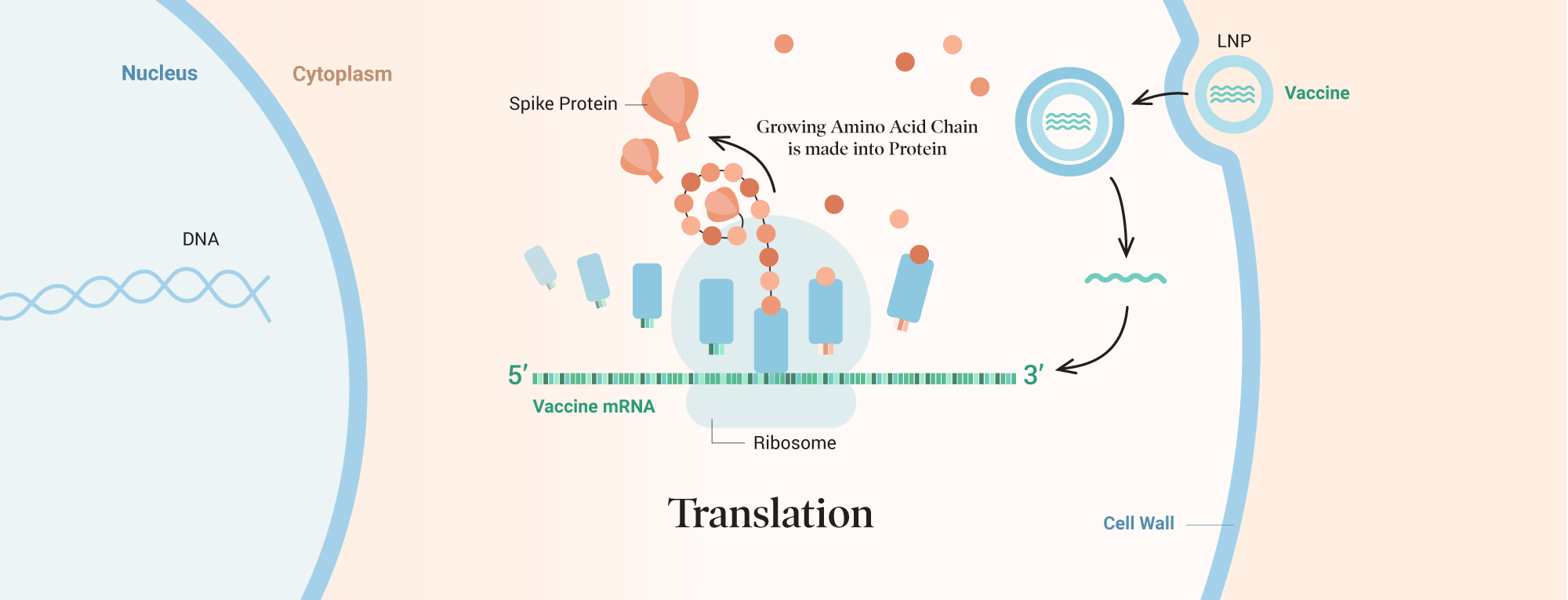 COVID-19 mRNA vaccination: How it triggers and uses your natural ...